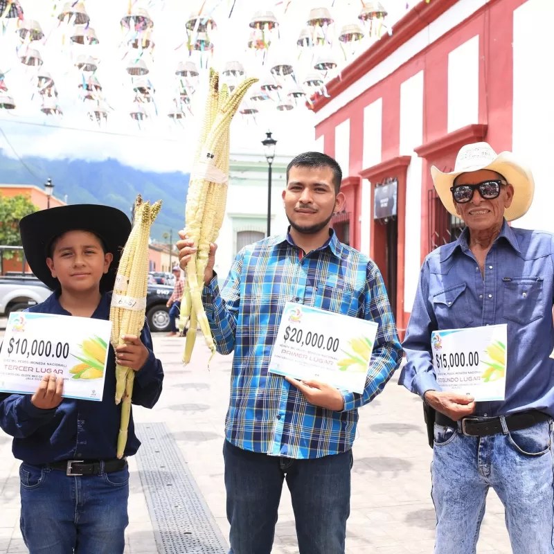 Concluye el concurso del elote más grande del mundo - Noticias de Nayarit